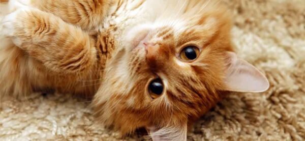 Chats roux : 10 choses que vous ne saviez probablement pas - catissimo