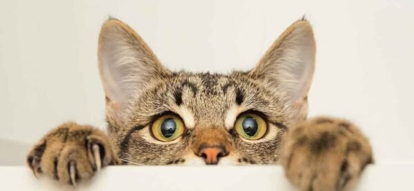 10 choses à savoir sur les oreilles des chats - catissimo