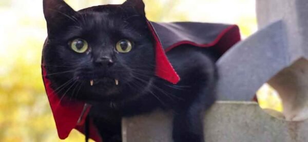 Anatomie et morphologie du chat – catissimo