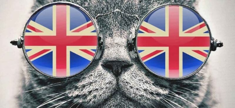11 expressions sur les chats en anglais - catissimo
