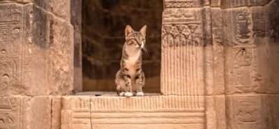 10 faits historiques sur les chats dans l’Égypte ancienne - catissimo