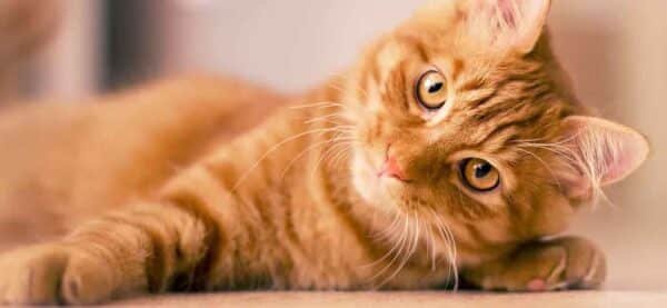 D’où vient le symbole du Chat Noir anarchiste ? – catissimo