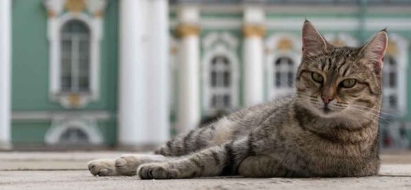 10 faits historiques sur les chats dans l’Égypte ancienne – catissimo