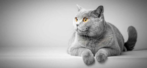 9 choses à savoir sur les pattes des chats – catissimo