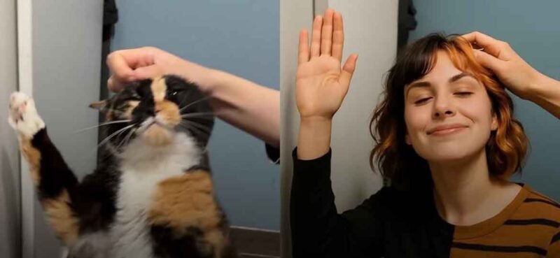 D’où vient le symbole du Chat Noir anarchiste ? – catissimo