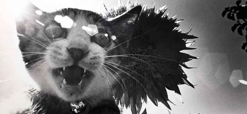 5 chats héros de guerre – catissimo