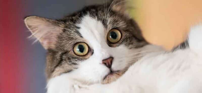 Ce que les yeux des chats révèlent : décrypter le langage du regard ...