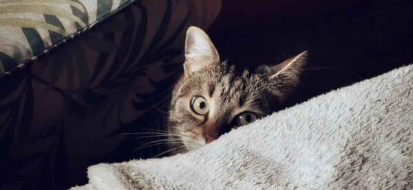 Ce que les yeux des chats révèlent : décrypter le langage du regard ...